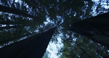 The Northlander Movie Trailer - Suggesting Movie